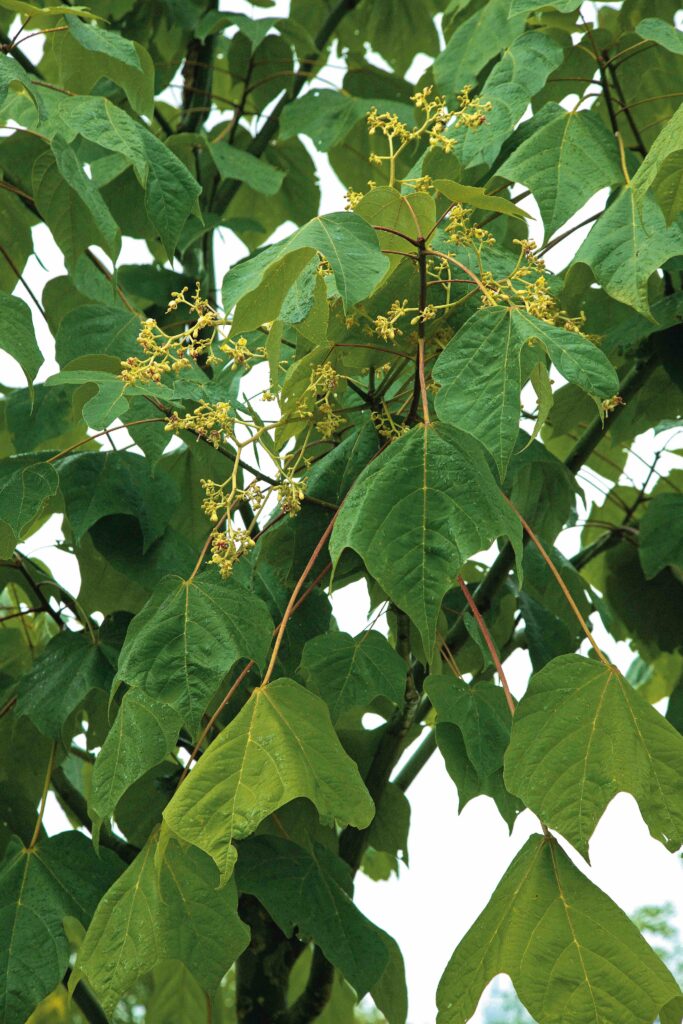 De Boomkwekerij Editie 10: Schaalvergroting Britse productie