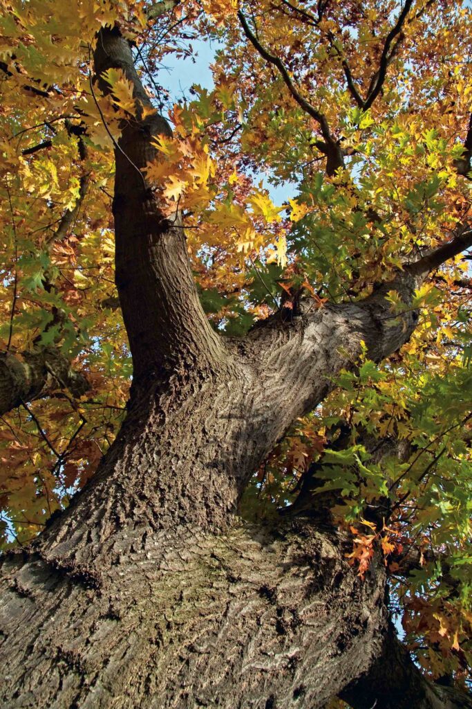 De Boomkwekerij Editie 5: Online jongeren werven vraagt goede strategie